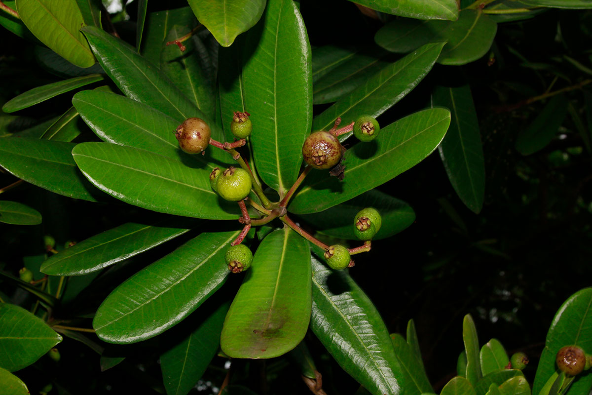 Salva las Especies Nativas en Peligro de Extinción – Flora Dominicana – Centro de Innovación Atabey